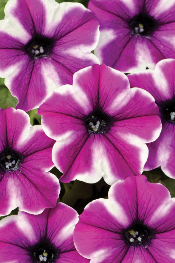 Petunia Big Deal NEW 2020 - Coal Trail Green House